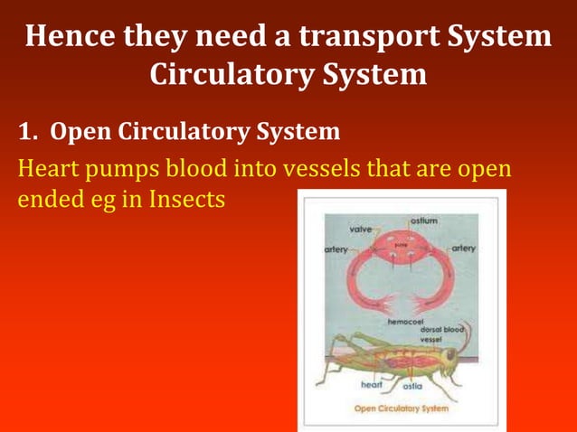 Transport in human, human circulatory system | PPT