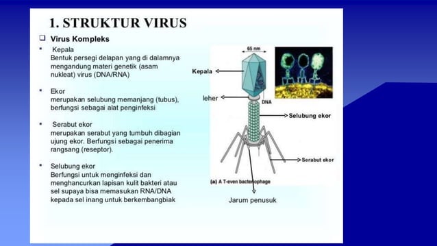 396830221- Konsep dasar Infeksi-Virus .ppt