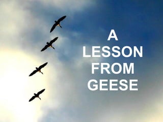 Ask The Geese Devotional | PPT