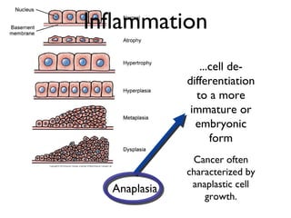 Role of Inflammation, Genetics, Epigenetics, and Stem Cells in ...