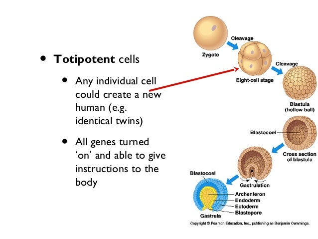 Role of Inflammation, Genetics, Epigenetics, and Stem Cells in Tumori…