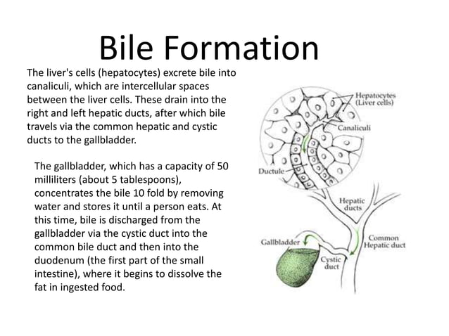 Gallbladder Disease in Children | PPTX | Digestive Disorders | Diseases ...