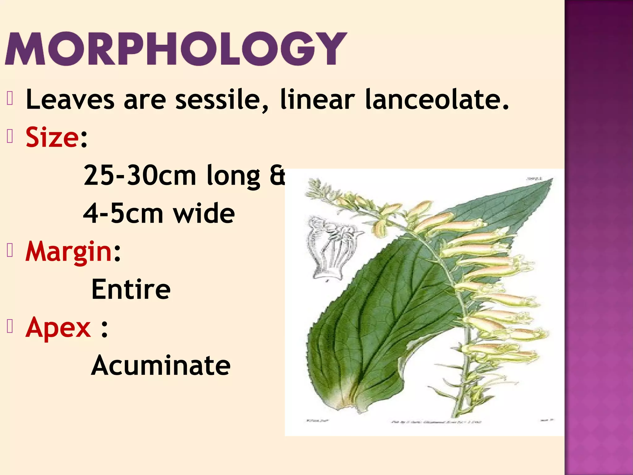 DIGITALIS the glycosidal drug | PPT