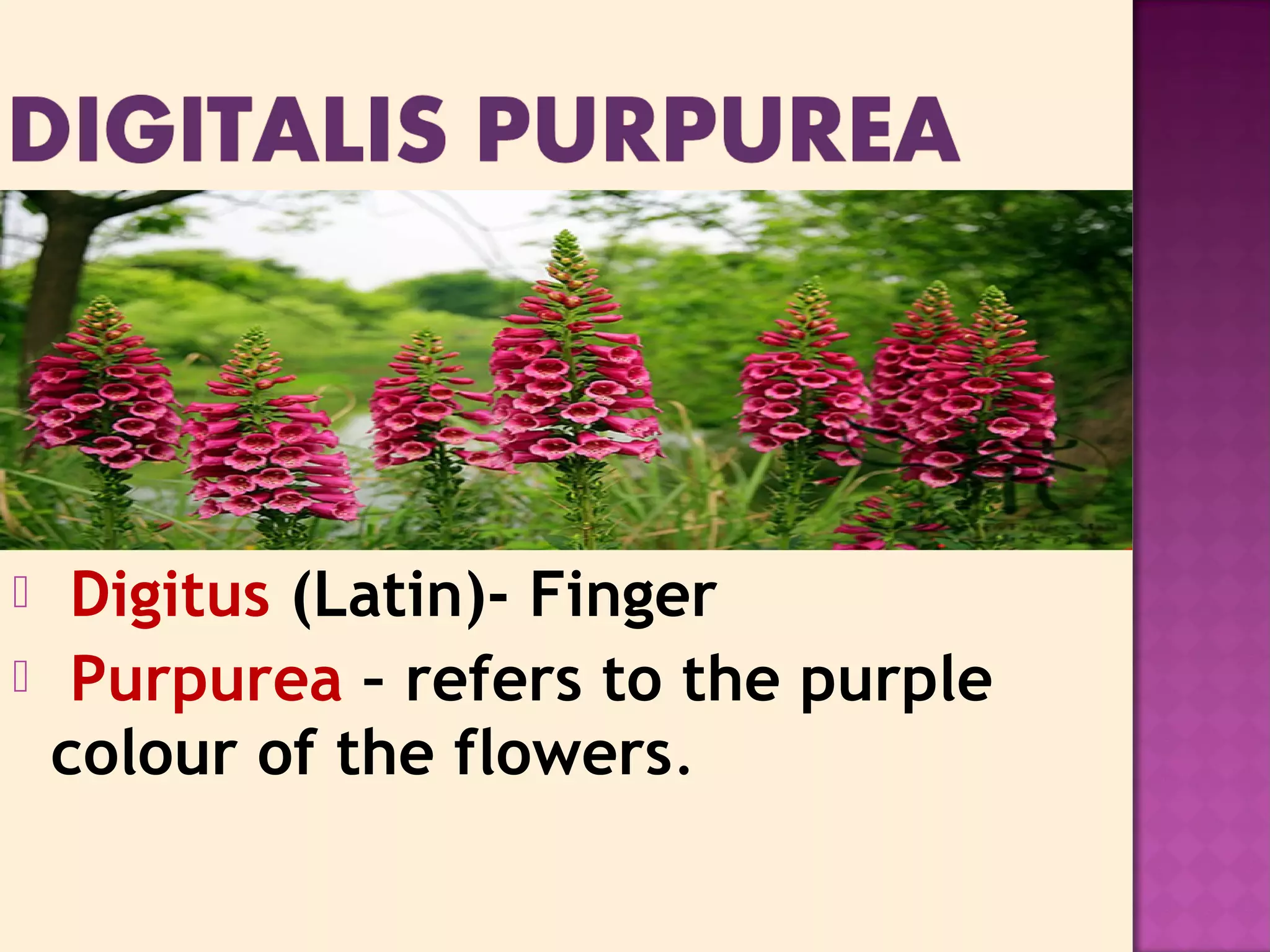 DIGITALIS the glycosidal drug | PPT