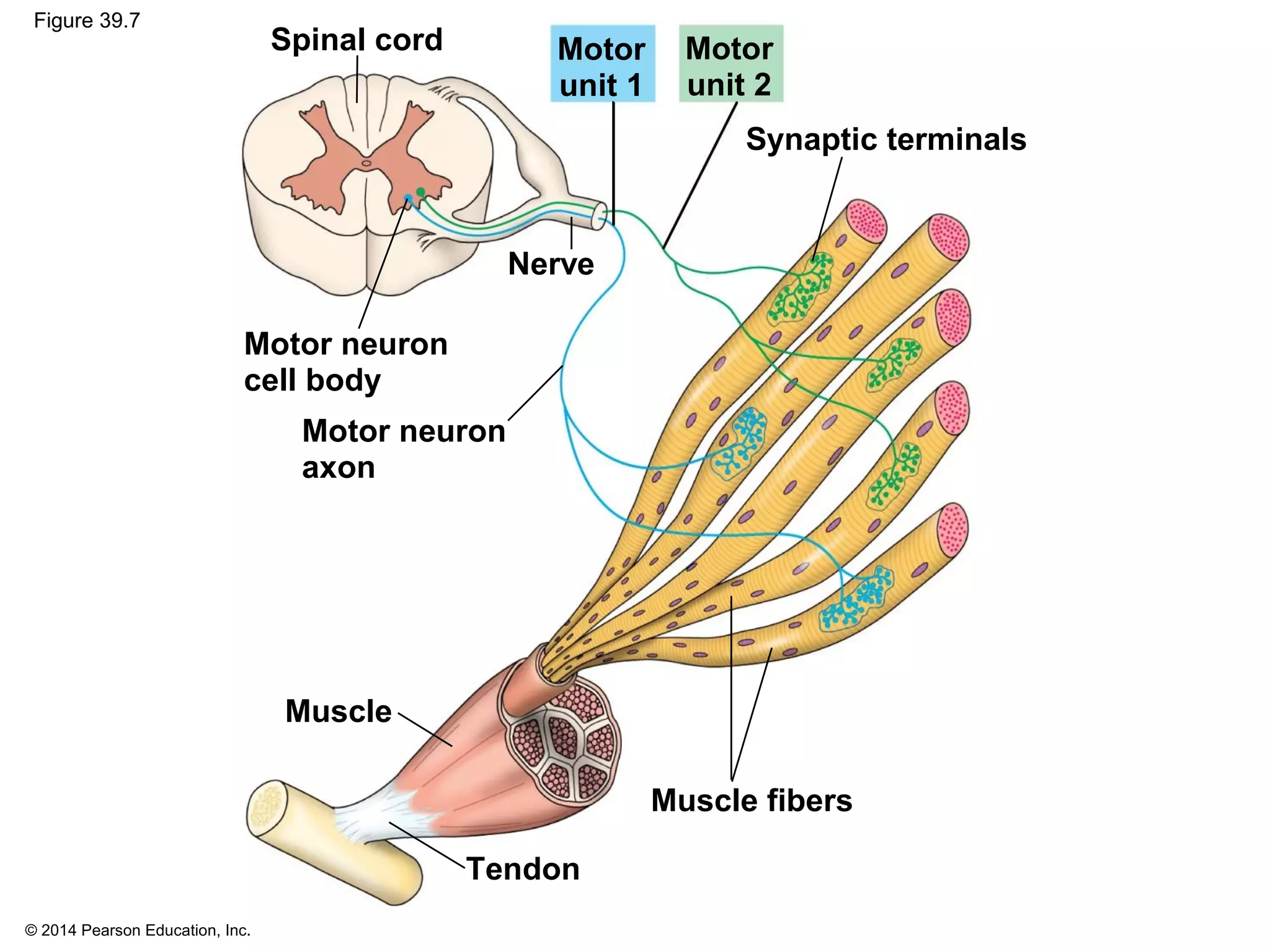 Biology in Focus - Chapter 39 | PPT