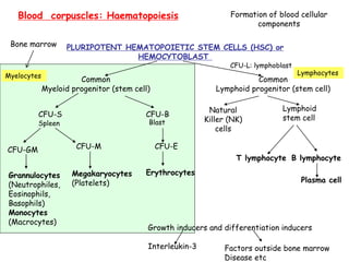 3a. blood, immunity | PPT