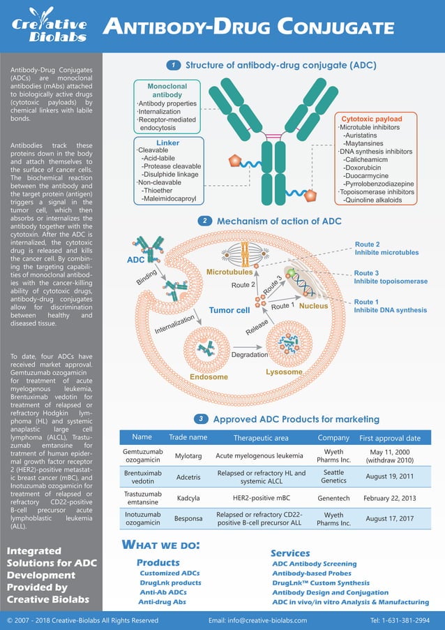 A Brief Introduction of Antibody Drug Conjugate | PDF