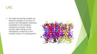 CMB 426 Final Presentation | PPT