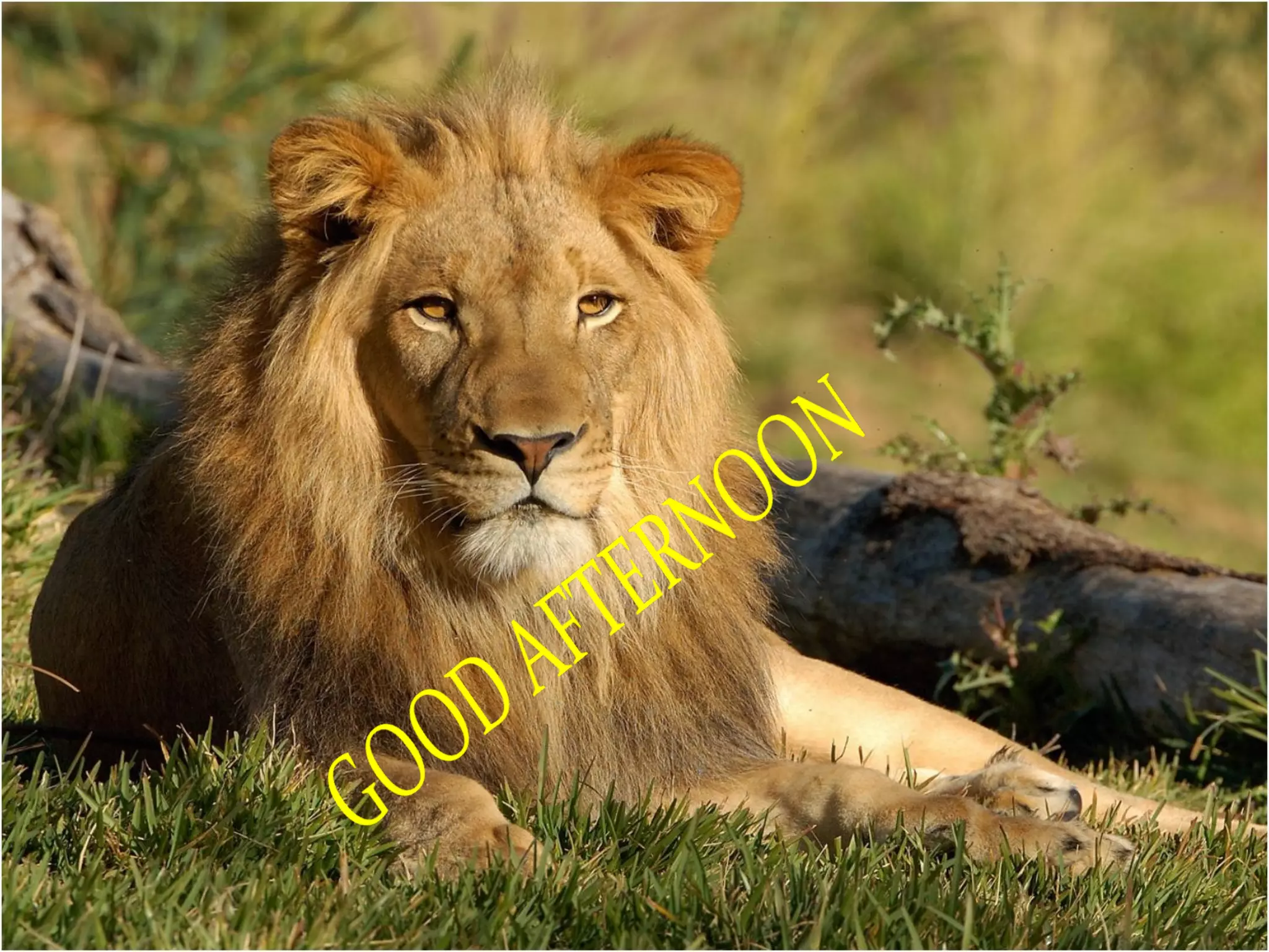 condyle disc-complex_derangement_1 | PPT