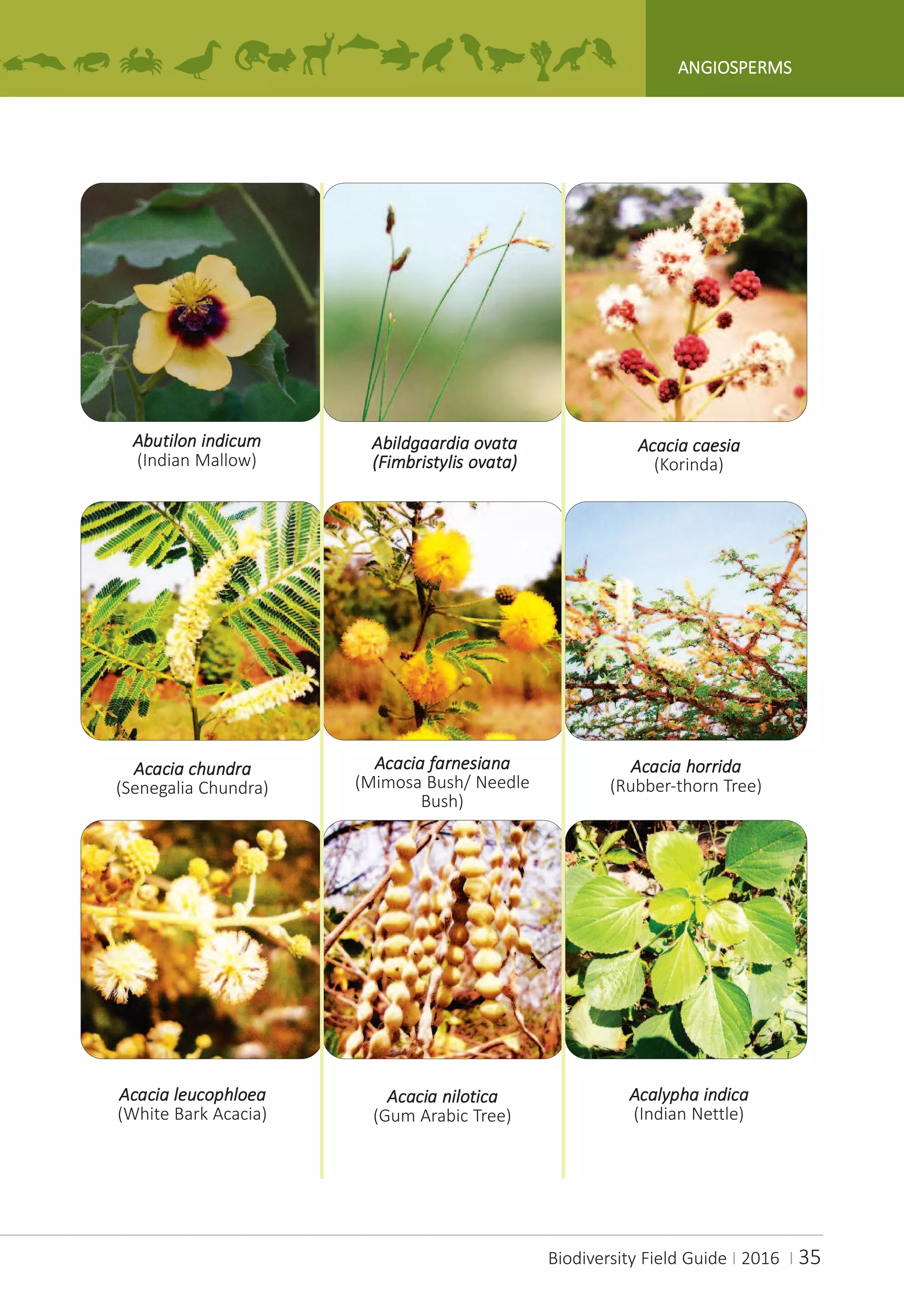 A.P.Biodiversity Field Guide | PDF