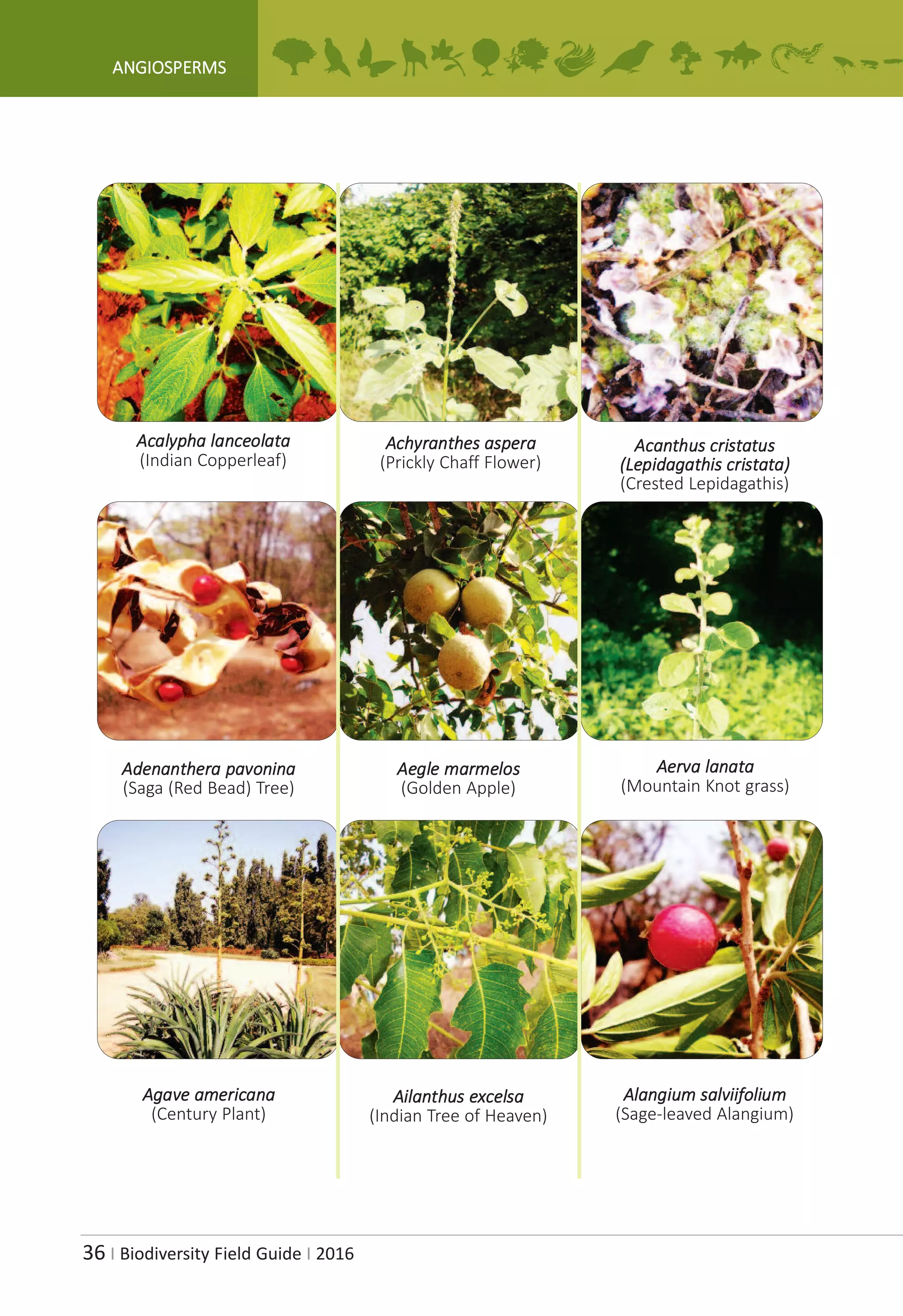 A.P.Biodiversity Field Guide | PDF