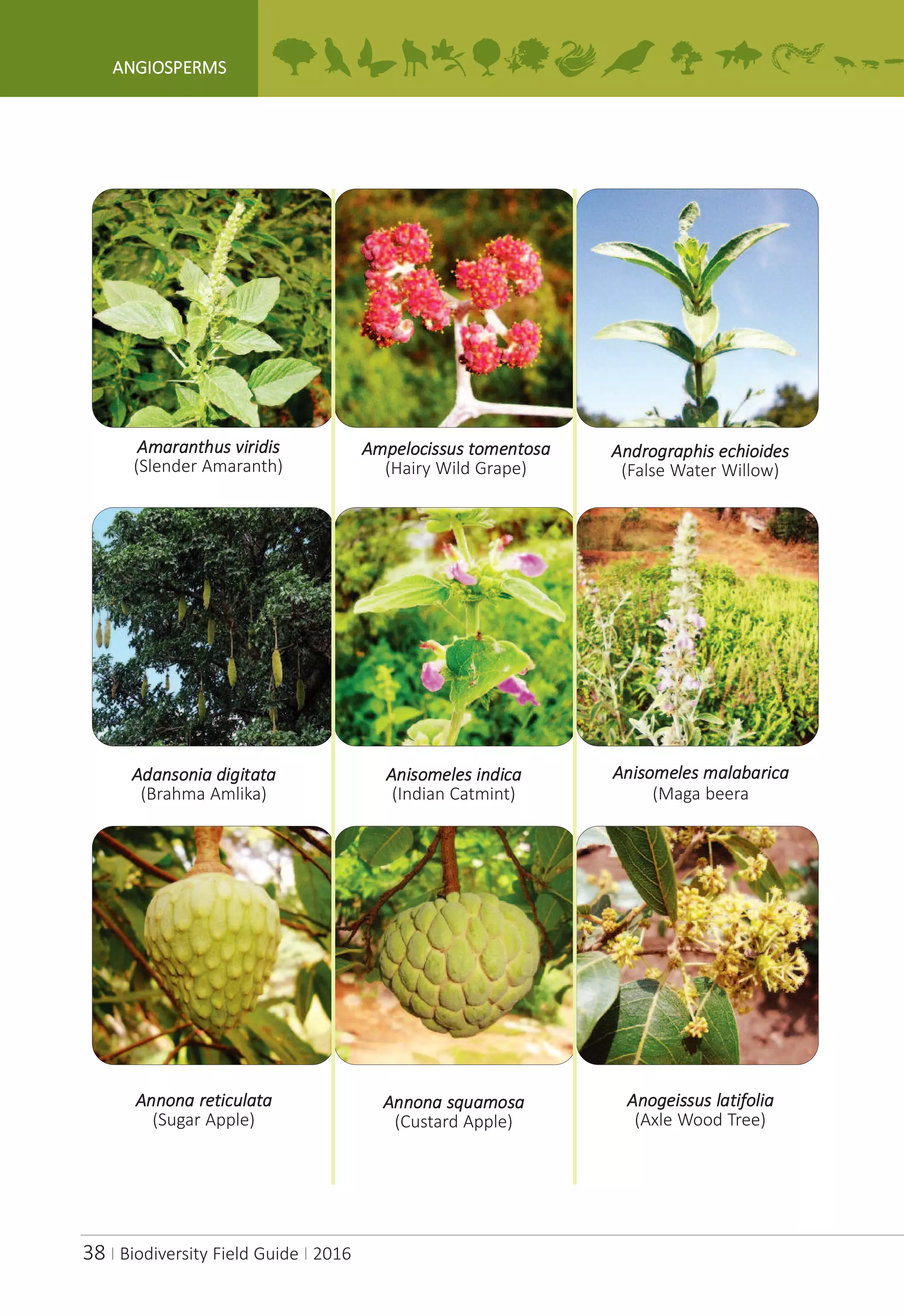 A.P.Biodiversity Field Guide | PDF