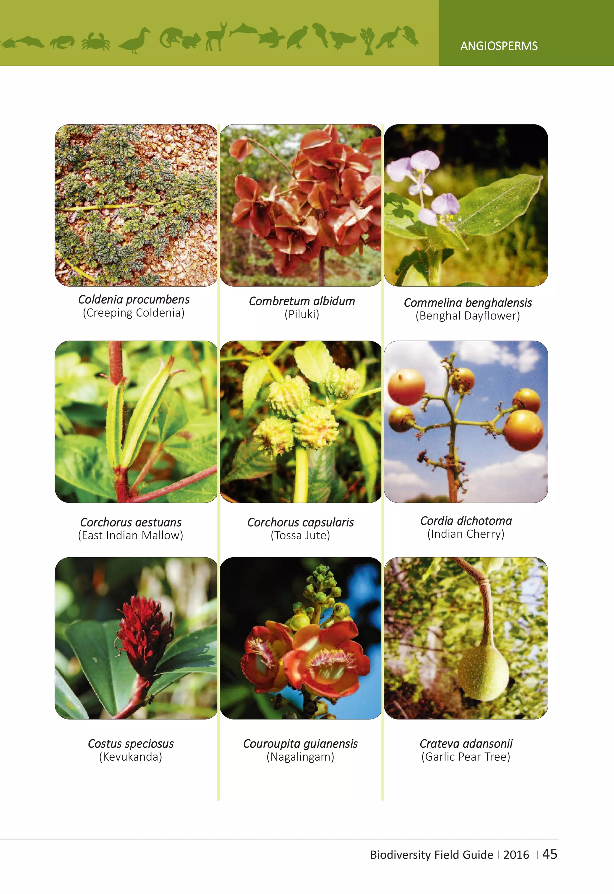 A.P.Biodiversity Field Guide | PDF
