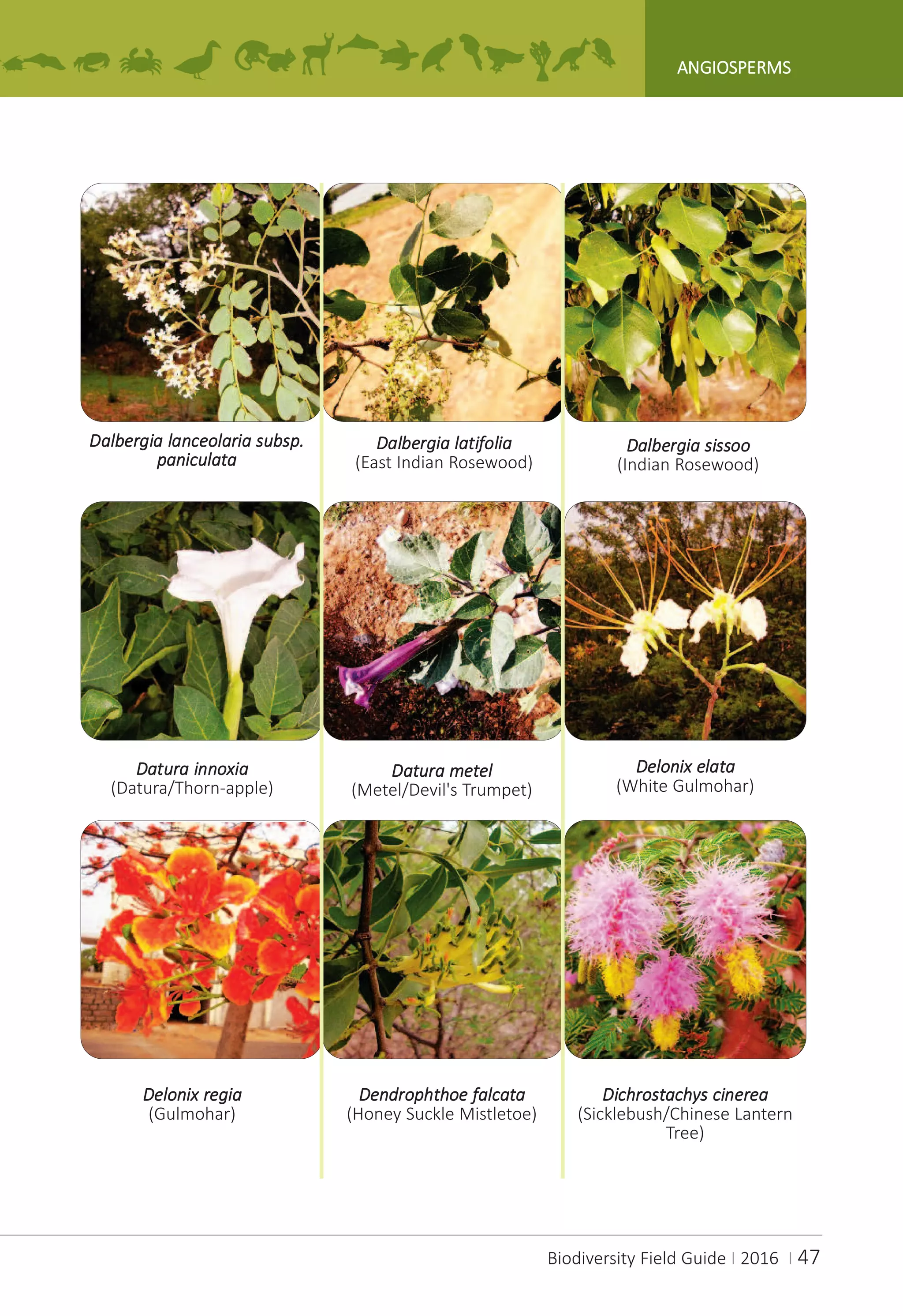 A.P.Biodiversity Field Guide | PDF
