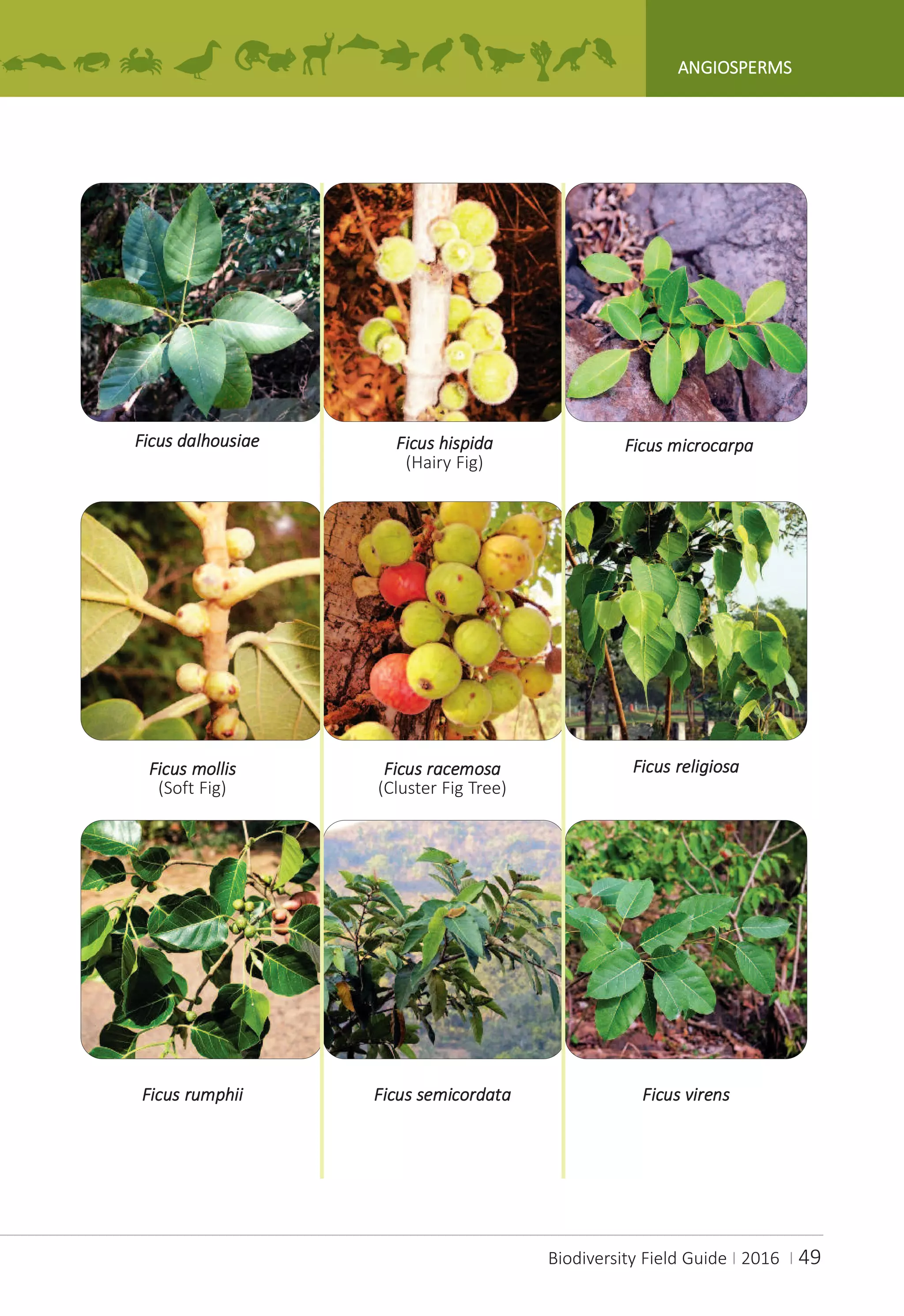 A.P.Biodiversity Field Guide | PDF