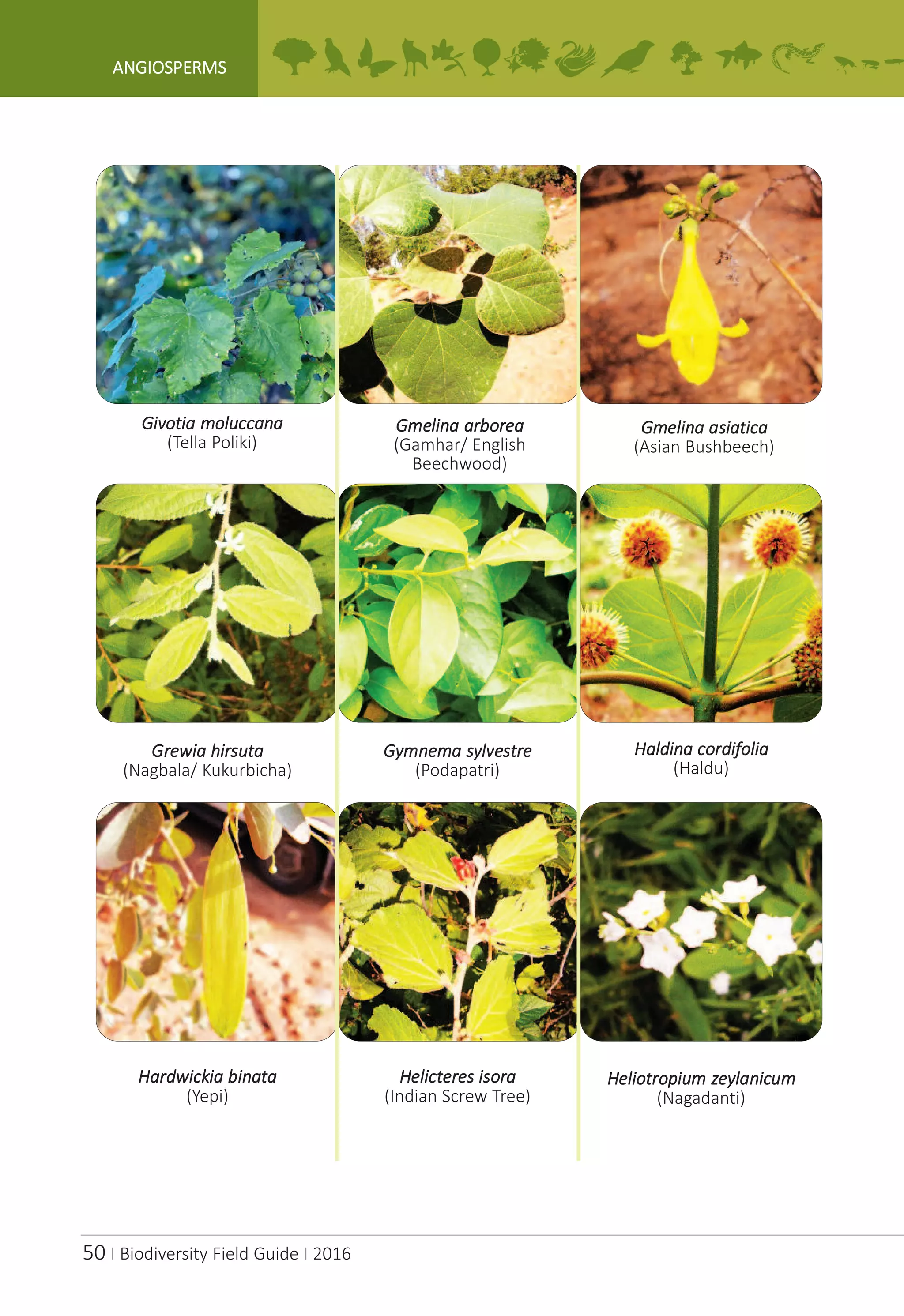 A.P.Biodiversity Field Guide | PDF