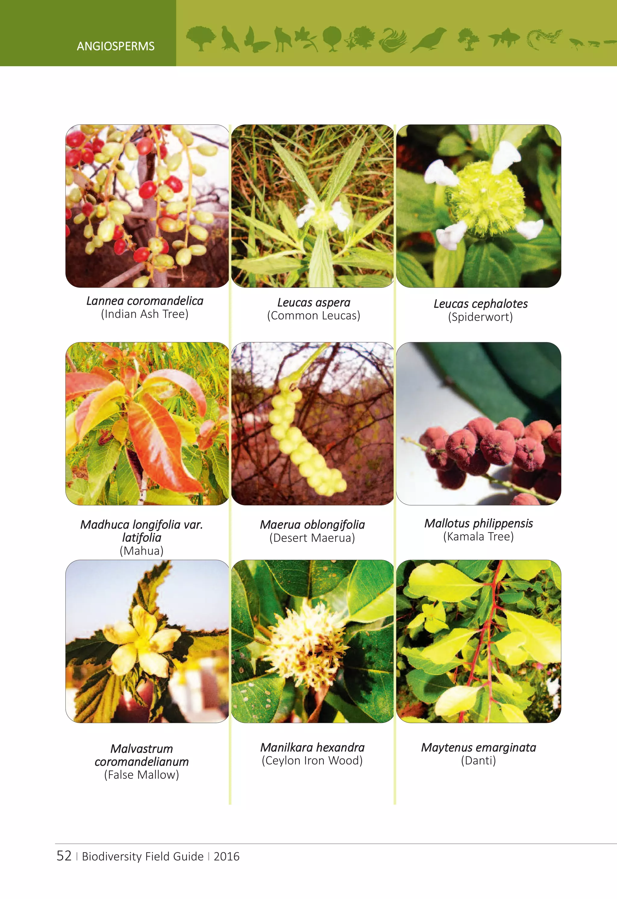 A.P.Biodiversity Field Guide | PDF