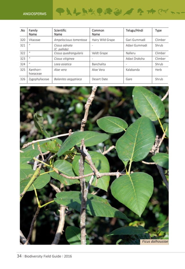 A.P.Biodiversity Field Guide | PDF