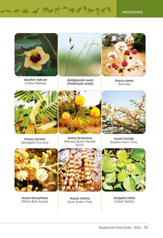 A.P.Biodiversity Field Guide | PDF