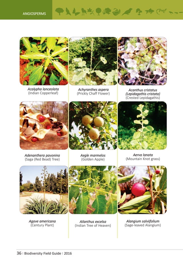 A.P.Biodiversity Field Guide | PDF