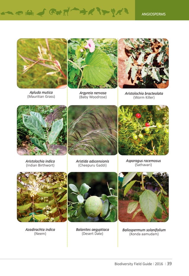 A.P.Biodiversity Field Guide | PDF