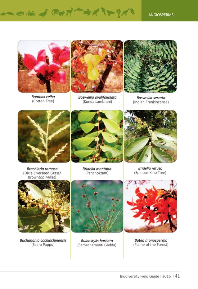 A.P.Biodiversity Field Guide | PDF