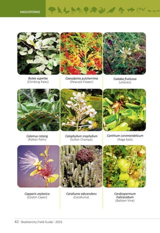 A.P.Biodiversity Field Guide | PDF