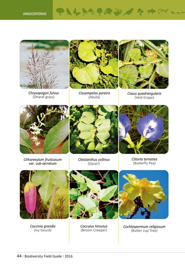 A.P.Biodiversity Field Guide | PDF