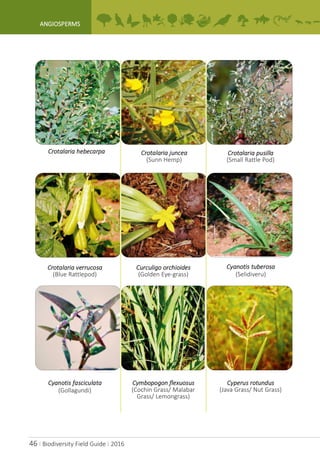 A.P.Biodiversity Field Guide | PDF