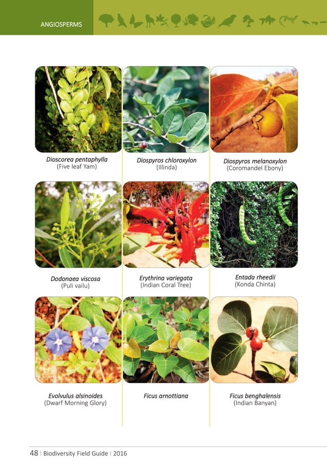 A.P.Biodiversity Field Guide | PDF