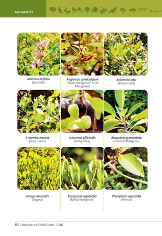 A.P.Biodiversity Field Guide | PDF