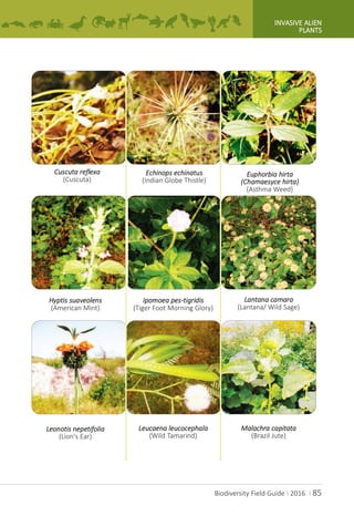 A.P.Biodiversity Field Guide | PDF
