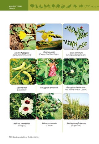 A.P.Biodiversity Field Guide | PDF