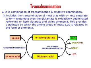 amino acids metabolism, nitrogen balance | PPT
