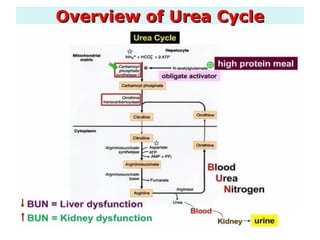 amino acids metabolism, nitrogen balance | PPT
