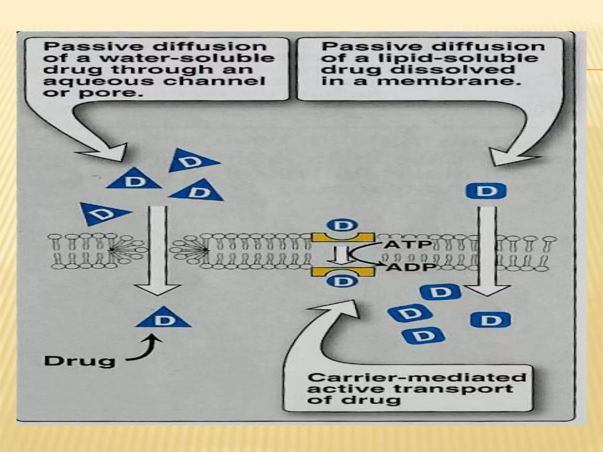 Pharmacology of absorption and bioavailability | PPTX
