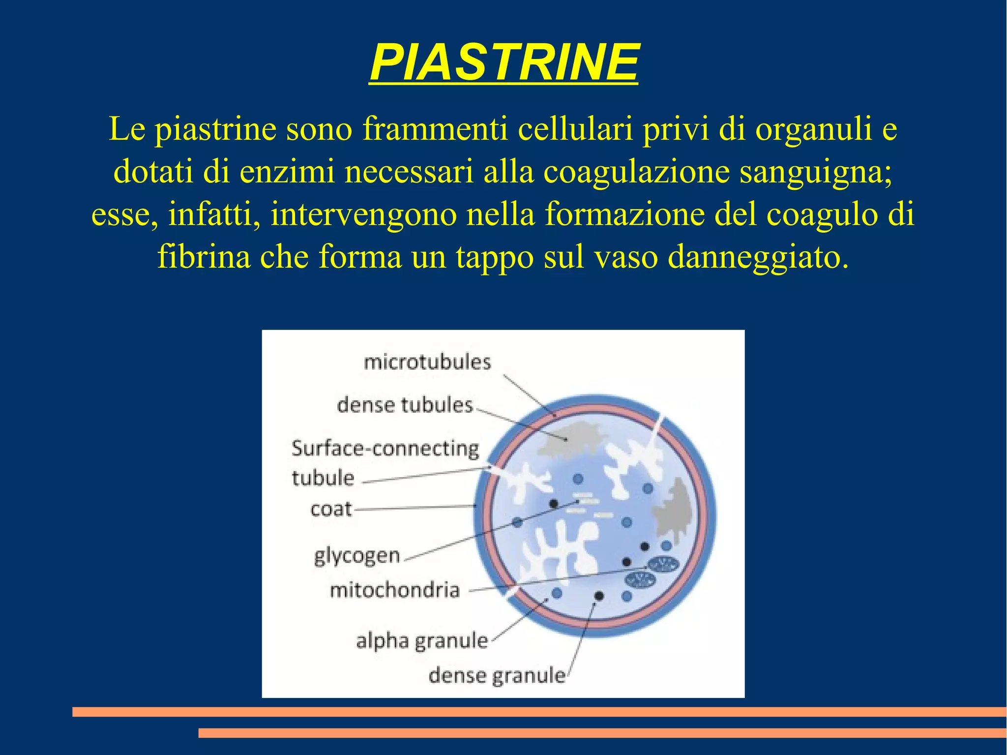 3 ac collaborative learning-apparato cardiovascolare | PPT