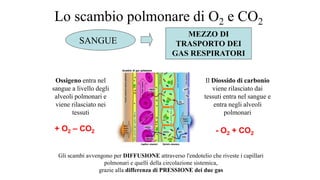 3 ac collaborative learning-apparato respiratorio | PPTX