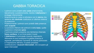 3 ac collaborative learning-apparato respiratorio | PPTX