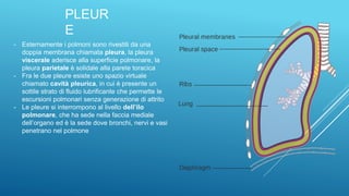 3 ac collaborative learning-apparato respiratorio | PPT