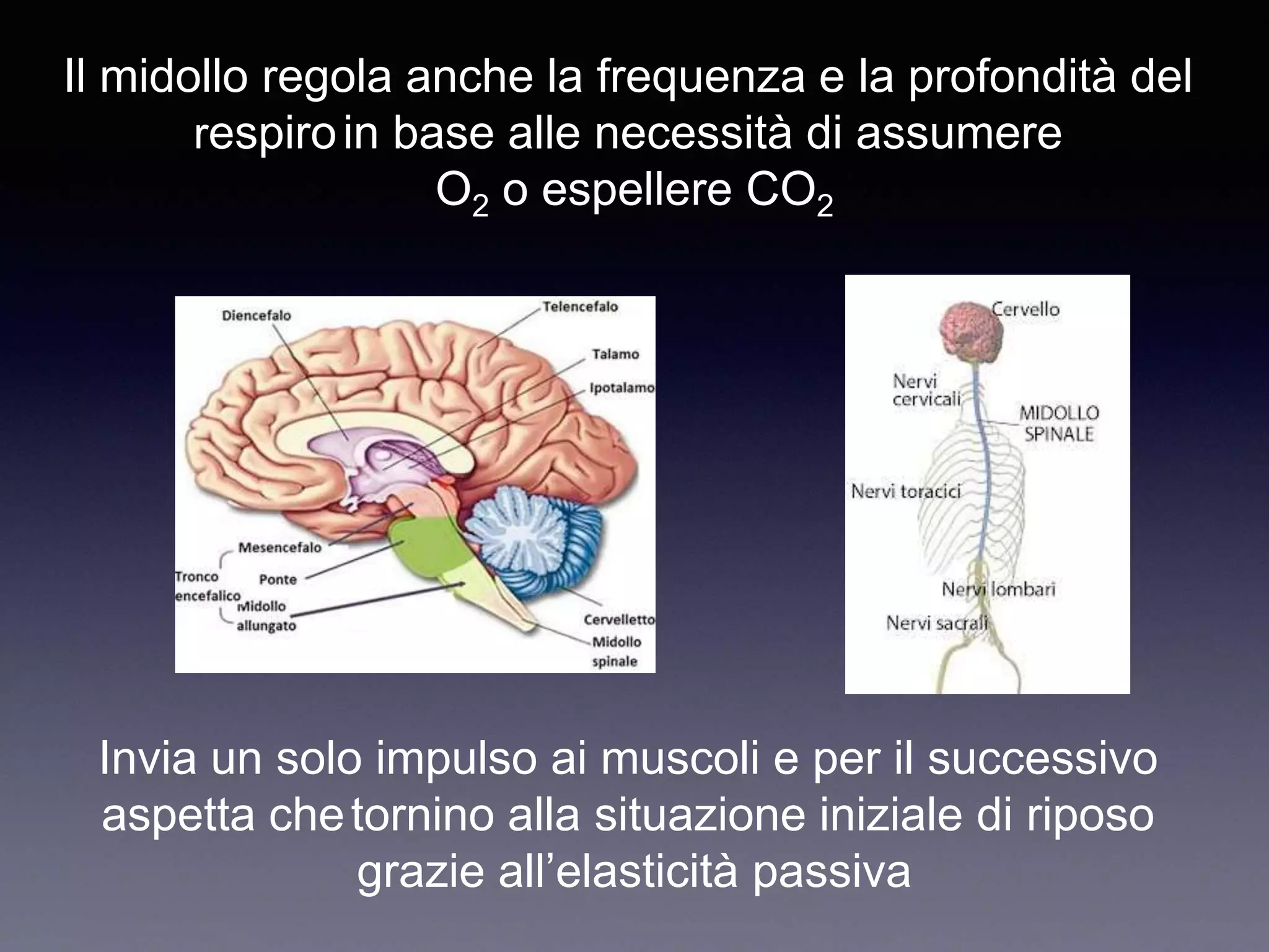 3 ac collaborative learning-meccanica-respiratoria | PPTX