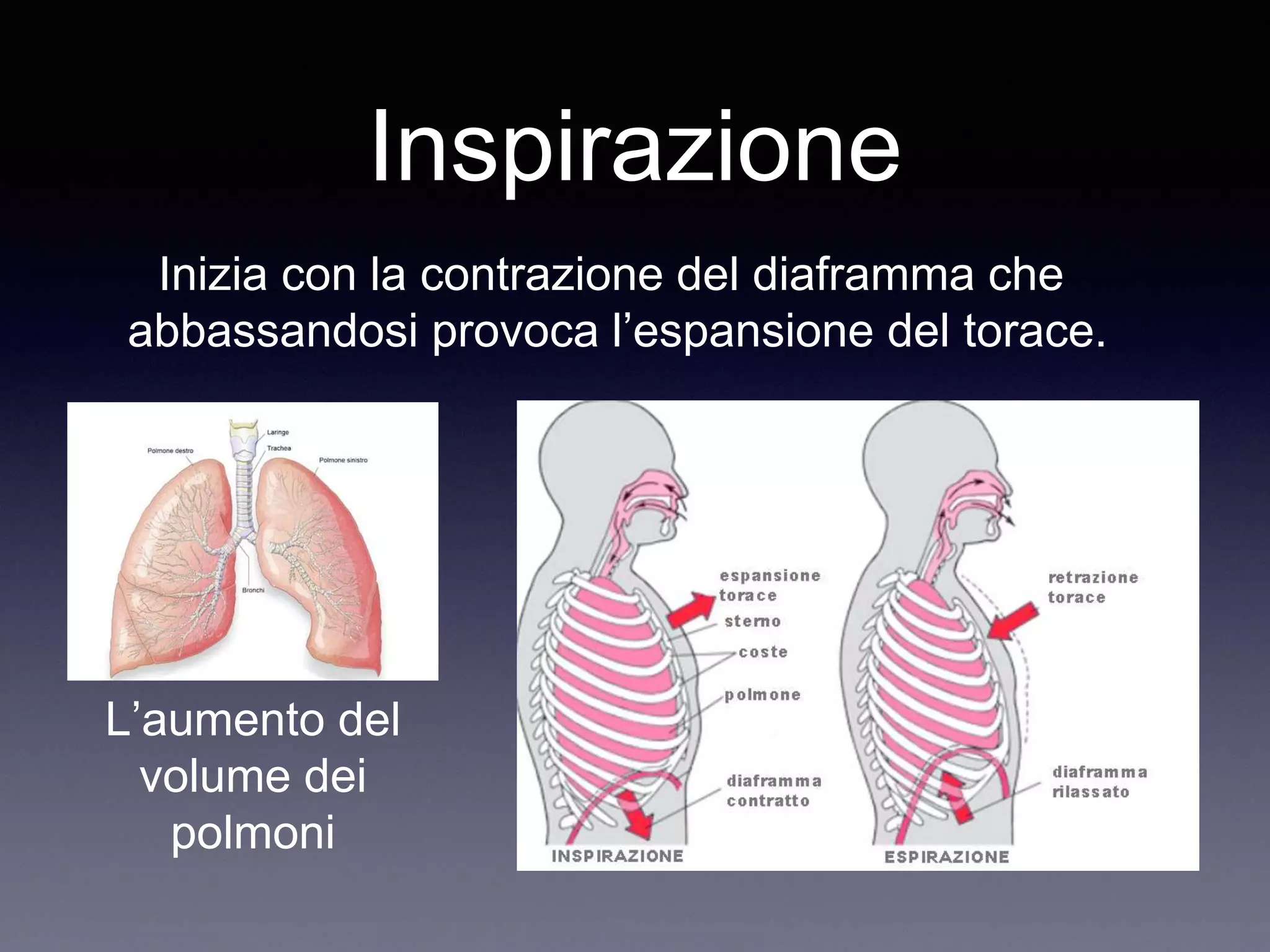 3 ac collaborative learning-meccanica-respiratoria | PPTX