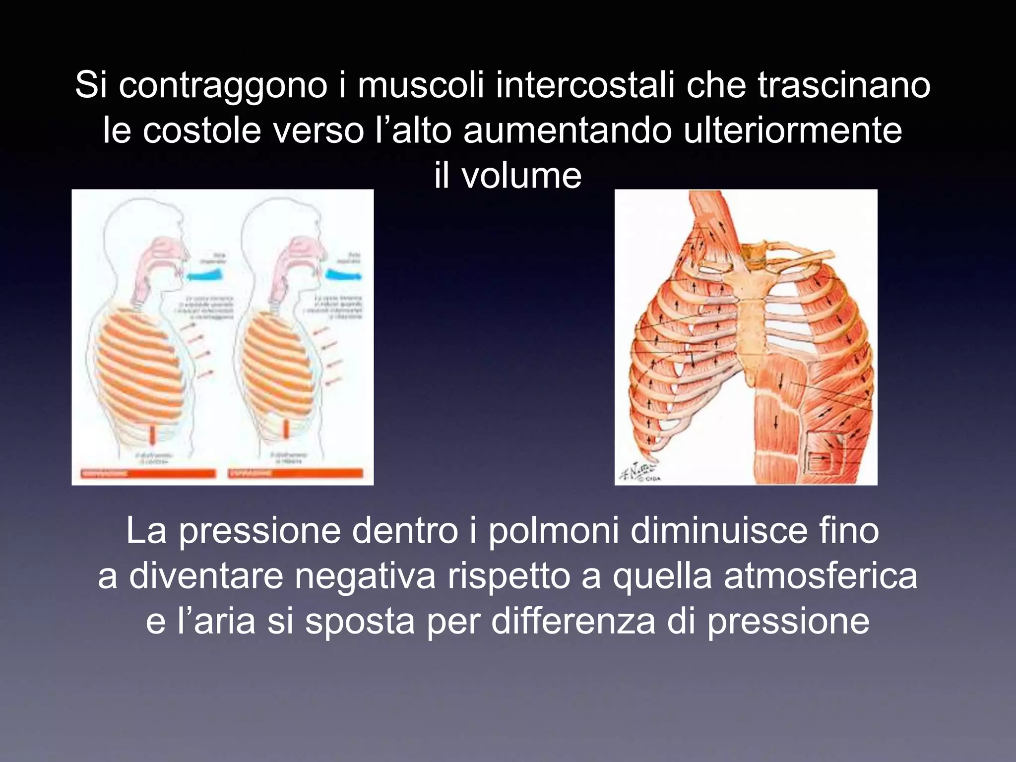3 ac collaborative learning-meccanica-respiratoria | PPTX