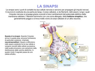 3 ac collaborative learning-sistema nervoso acr | PPTX | Brain and ...