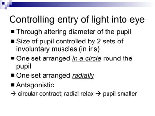 Chapter 14 The Human Eye Lesson 3 - The 2 Mechanisms of the Eye 1 ...