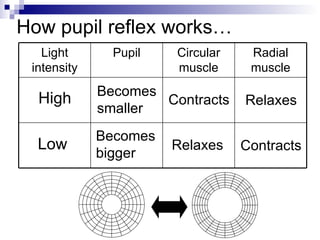 Chapter 14 The Human Eye Lesson 3 - The 2 Mechanisms of the Eye 1 ...