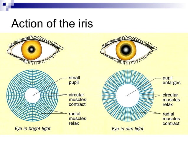 Chapter 14 The Human Eye Lesson 3 - The 2 Mechanisms of the Eye 1 ...