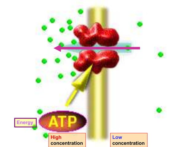 Chapter 3 Movement of Substances Lesson 3 - Active transport and the ...