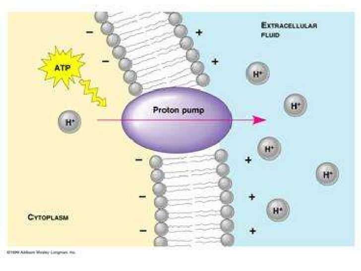 Chapter 3 Movement of Substances Lesson 3 - Active transport and the