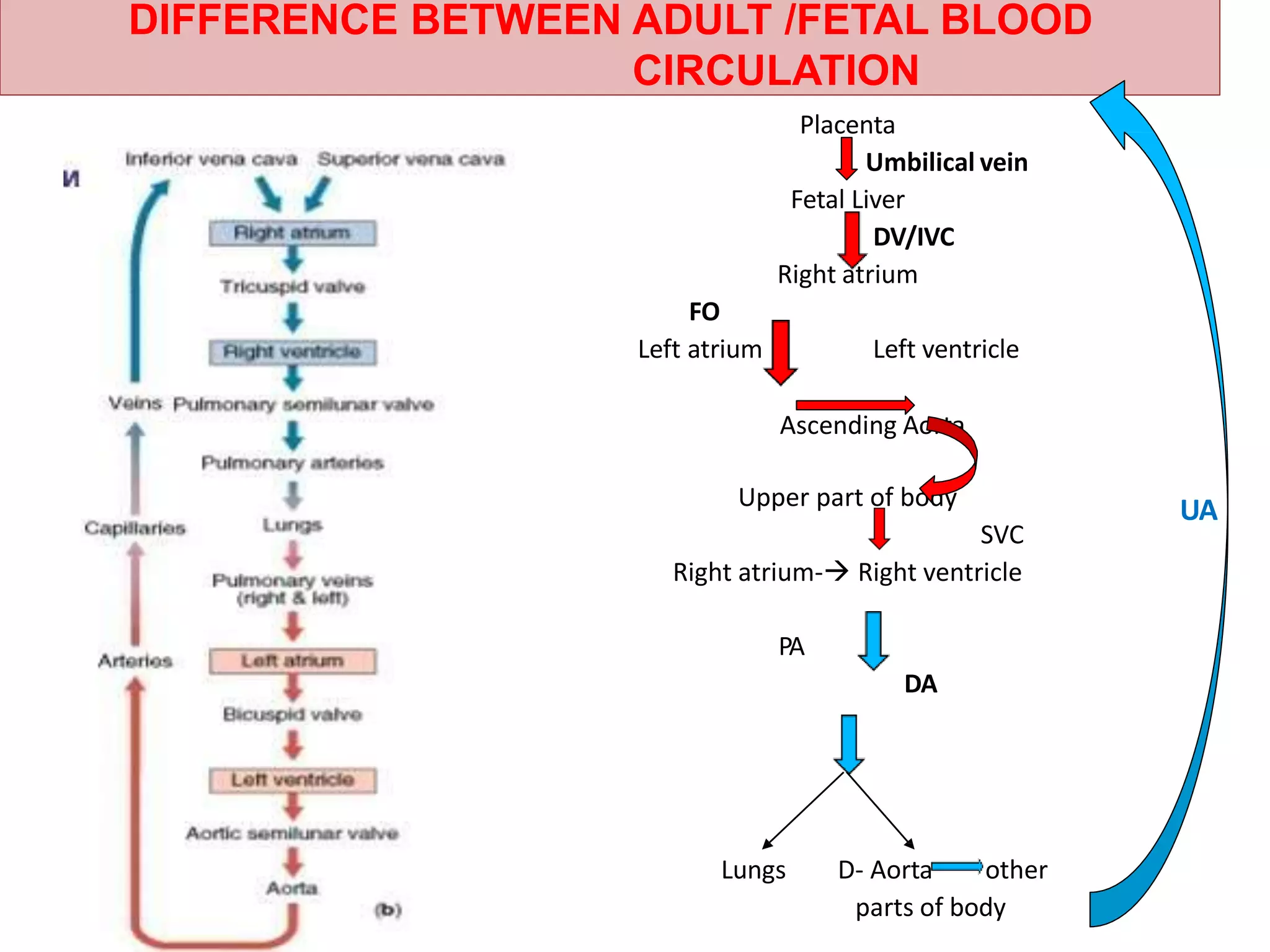 CONGENITAL HEART DISEASES | PPT